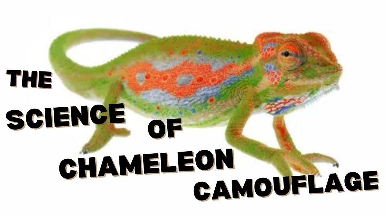 The Science of Chameleon Camouflage - YouTube