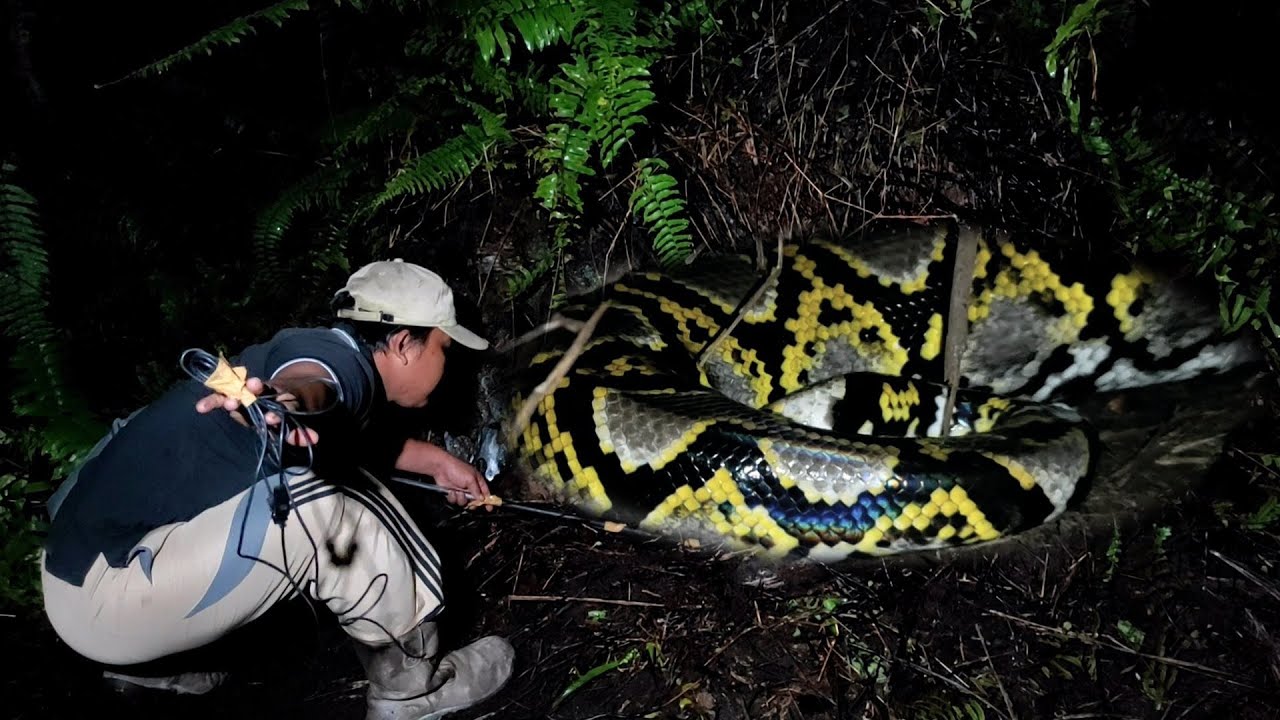 PENEMUAN MONSTER ULAR PYTHON RAKSASA BERWAJAH ANEH DI DALAM LUBANG ...