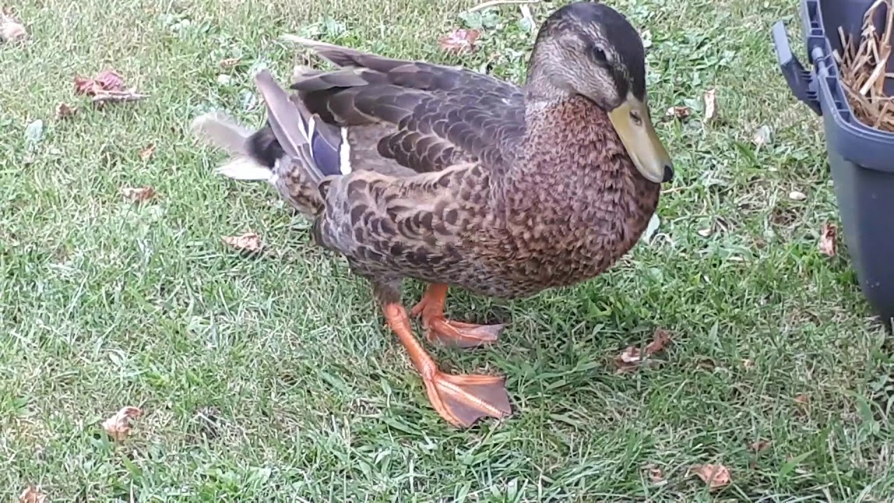 Rescued wild duck with broken leg(5) - YouTube