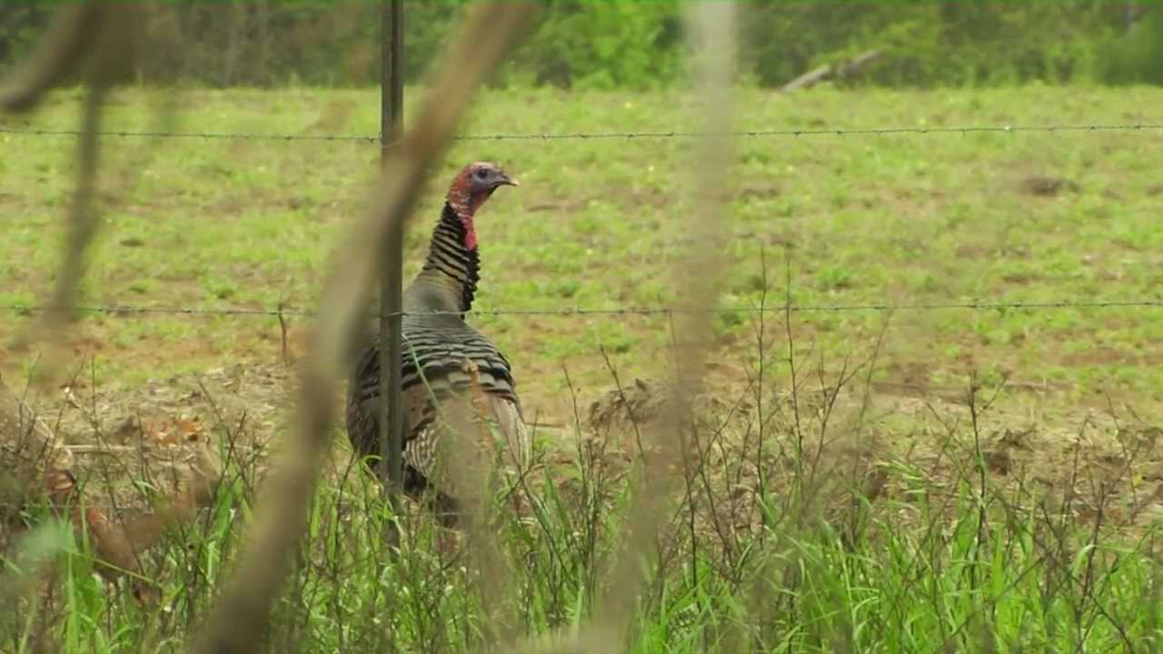 2011 Country Boys Outdoors - Country Goes Hunting - YouTube