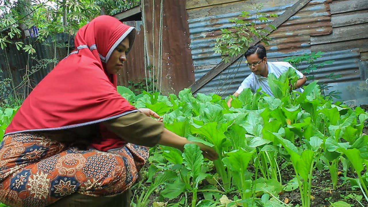 Di Lahan Sempit ini Kami Memulai Menanam, Memanen Sampai Memasak Sayur ...