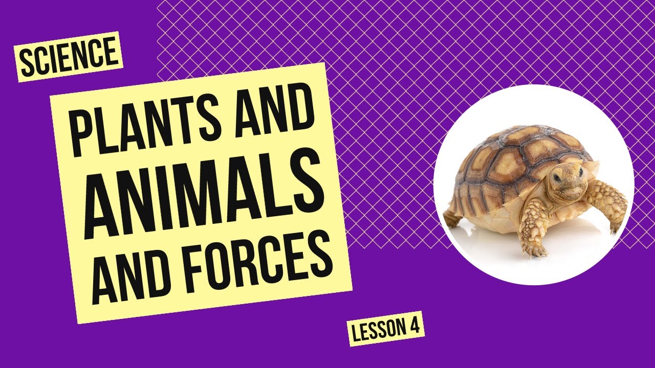 Plants and Animals and Forces | Science Lesson - YouTube