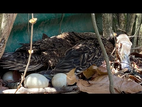 Vlog233: HOW TO RAISE DUCKS AT HOME | BACKYARD DUCK RAISING PHILIPPINES | filipina german life