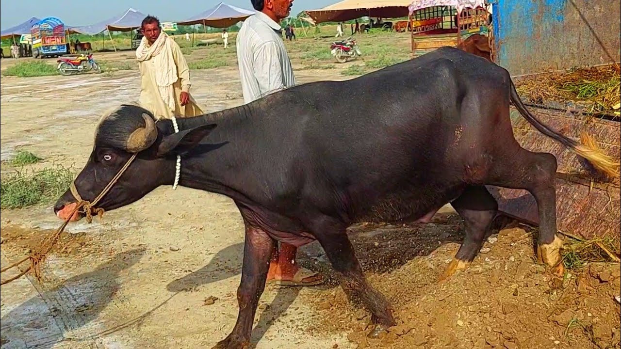 Buffalo mix unloding/#video #mix #trend #bull /Msa cattle life - YouTube