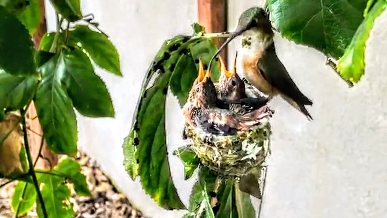 HUMMINGBIRD FEEDING CHICKS | TIME-LAPSE | EDIBLE PASSION FRUIT VINE ...