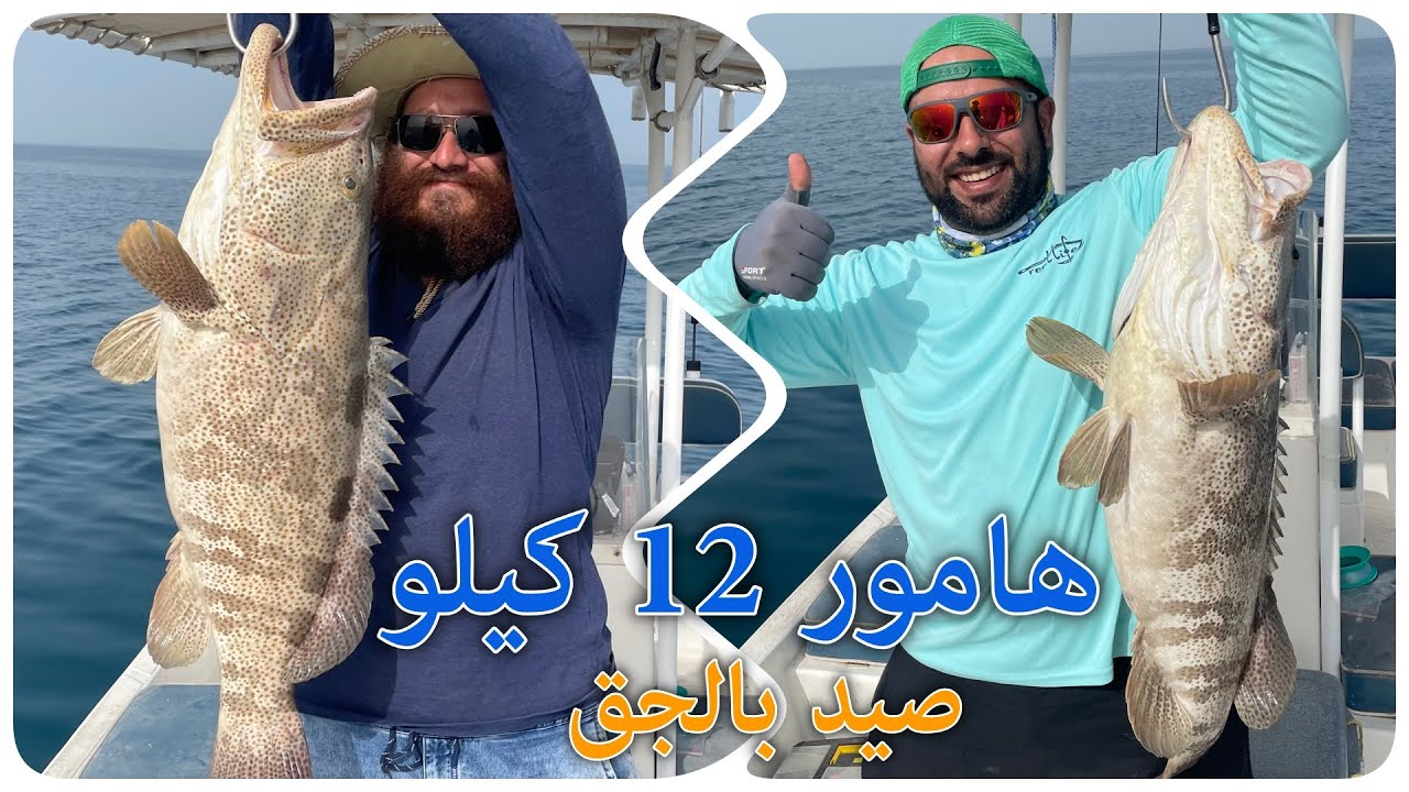 Fishing in Qatar , Big Grouper 12KG الصيد في قطر ، هامور 12 كيلو صيد ...