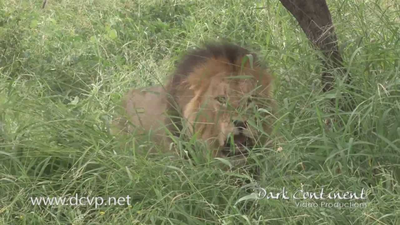 Angry Lion - YouTube