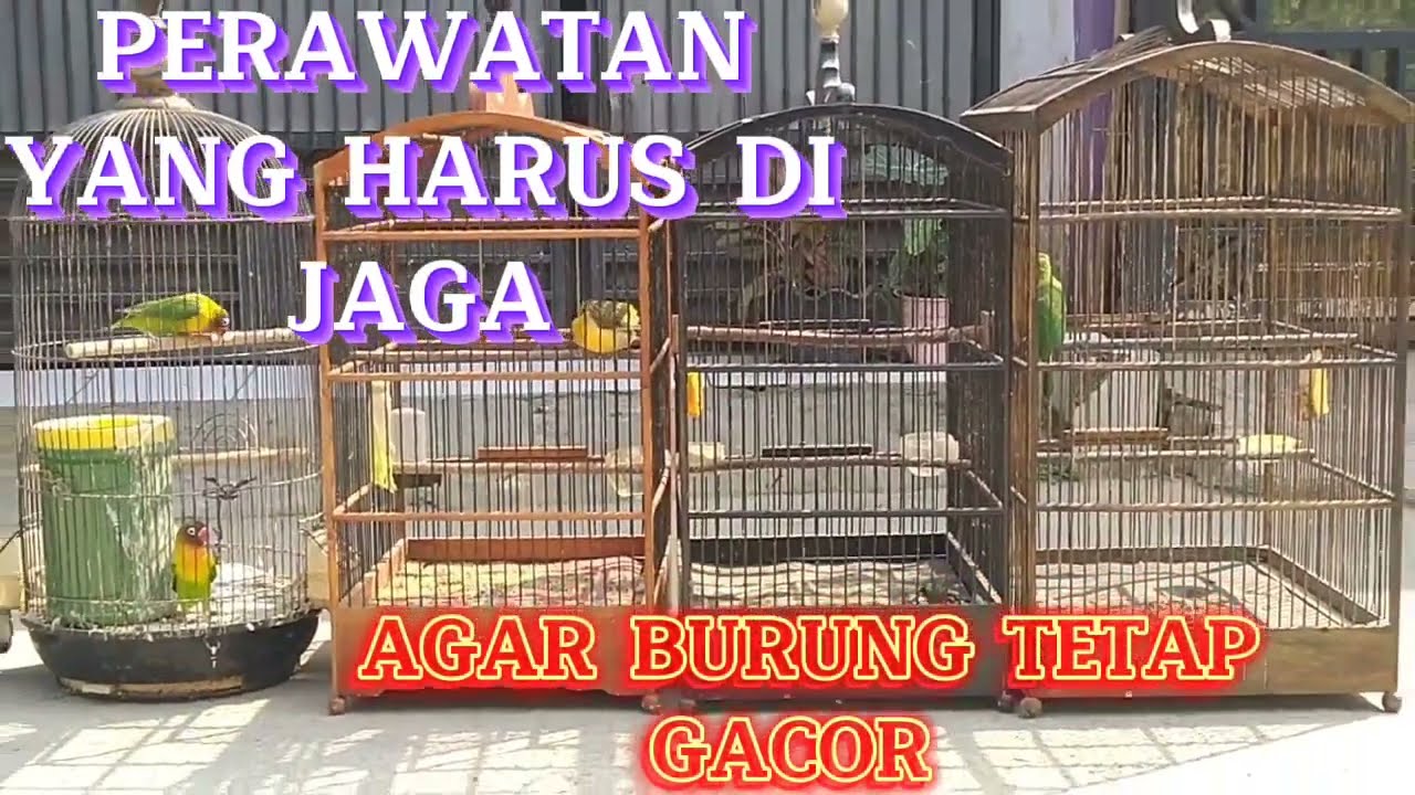 PERAWATAN YG PENTING BIAR TETAP GACOR DAN SEHAT PENJEMURAN @Firman ...