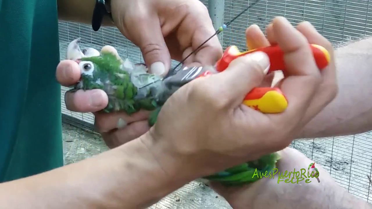 COTORRA PUERTORRIQUEÑA colocación de transmisores (Puerto Rican Parrot ...