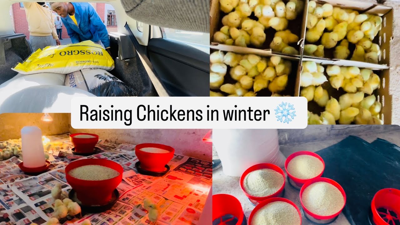 Day in Life of a South African Poultry Farmer🐓 | Day 01 of Raising ...