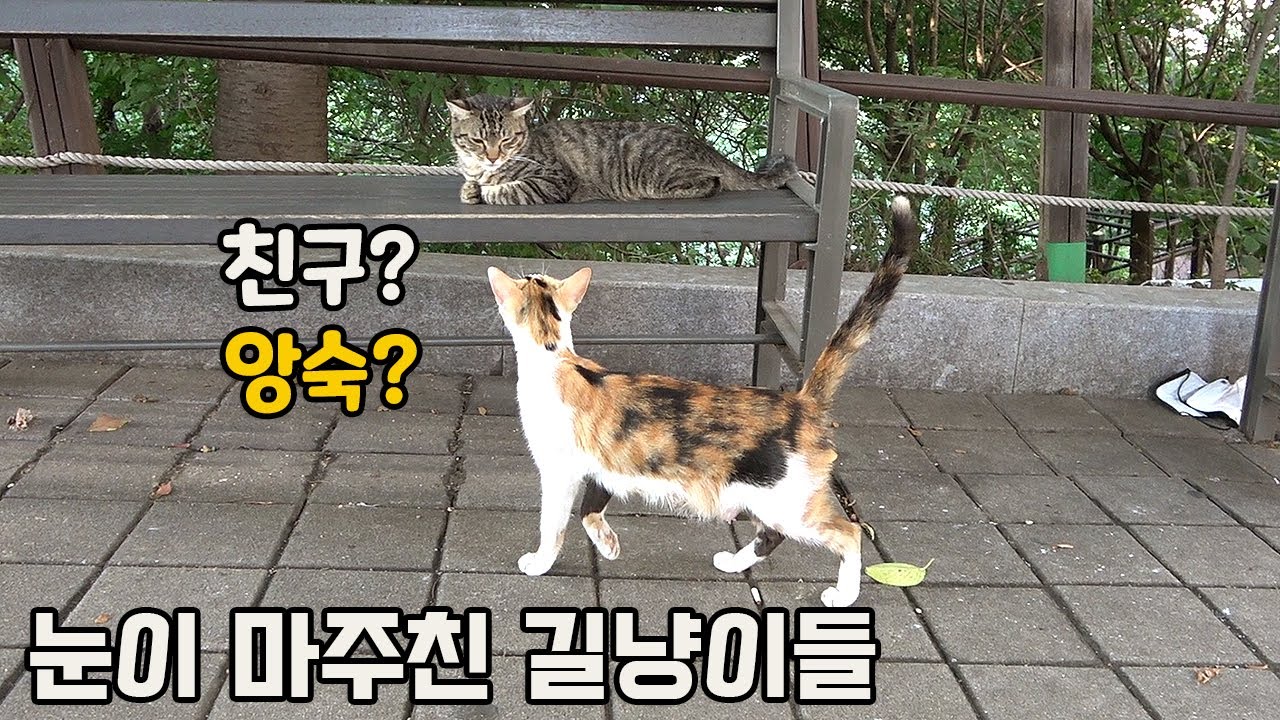 귀여운 고양이 3인방의 우정 고달픈 길생활 때론 살벌하게 때론 애틋하게 Youtube