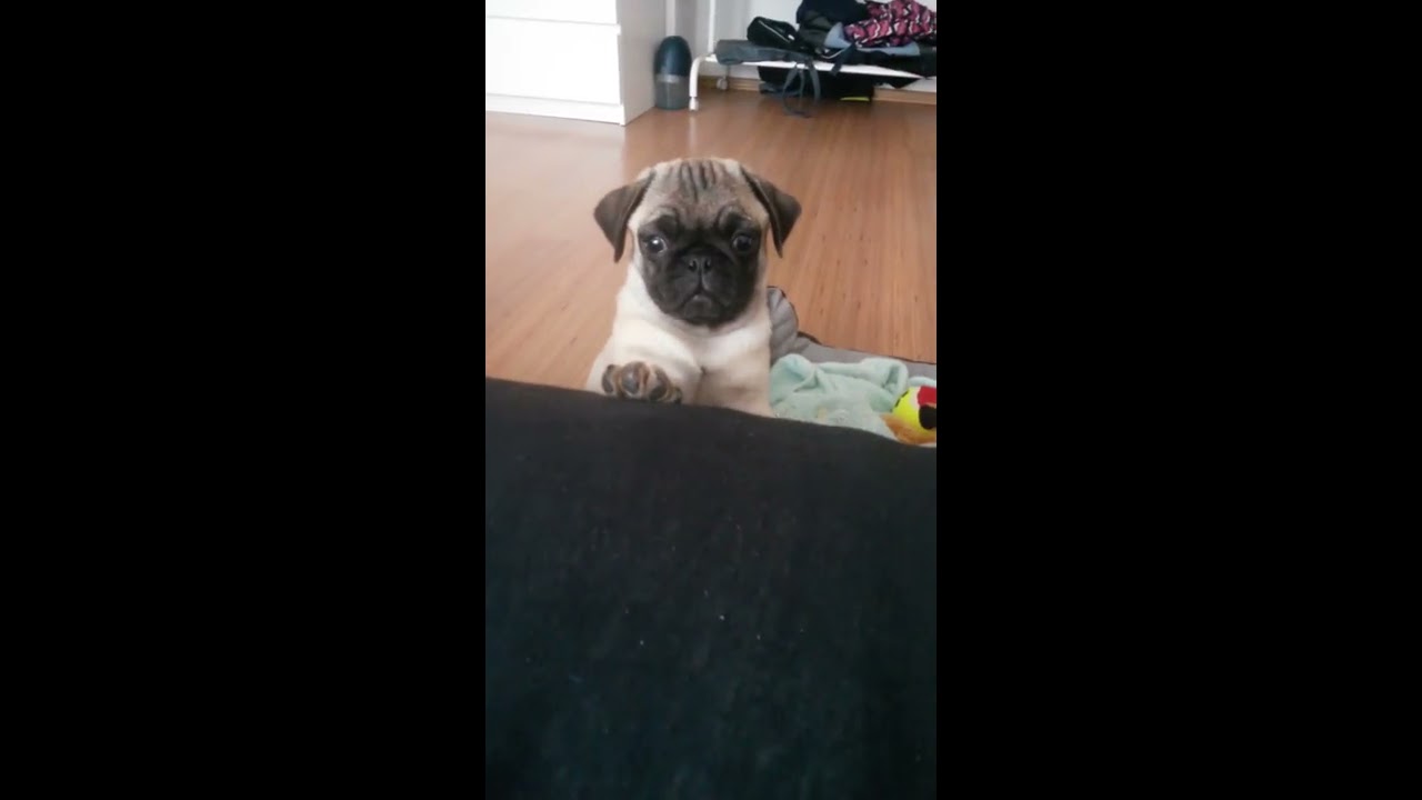 Crying baby pug. - YouTube