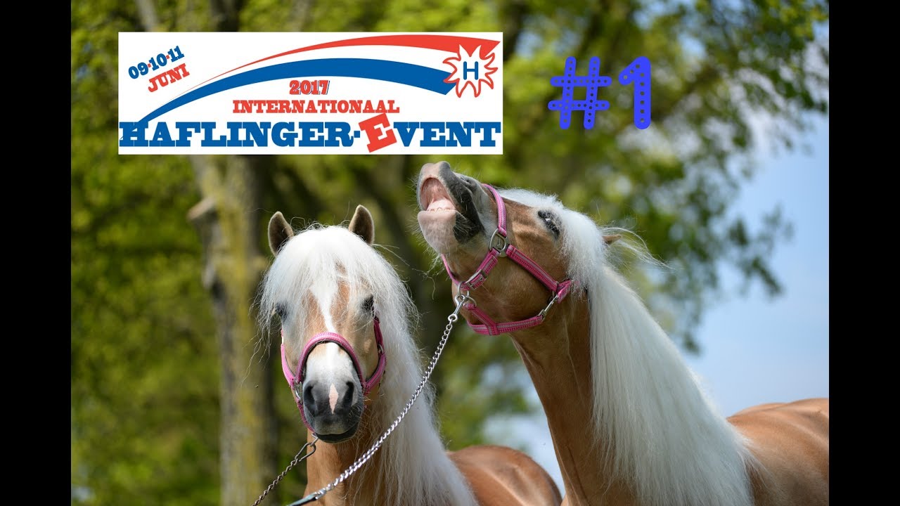 VOORBEREIDING OP HET HAFLINGER EVENT! | Haflinger-Event 2017 #1 - YouTube