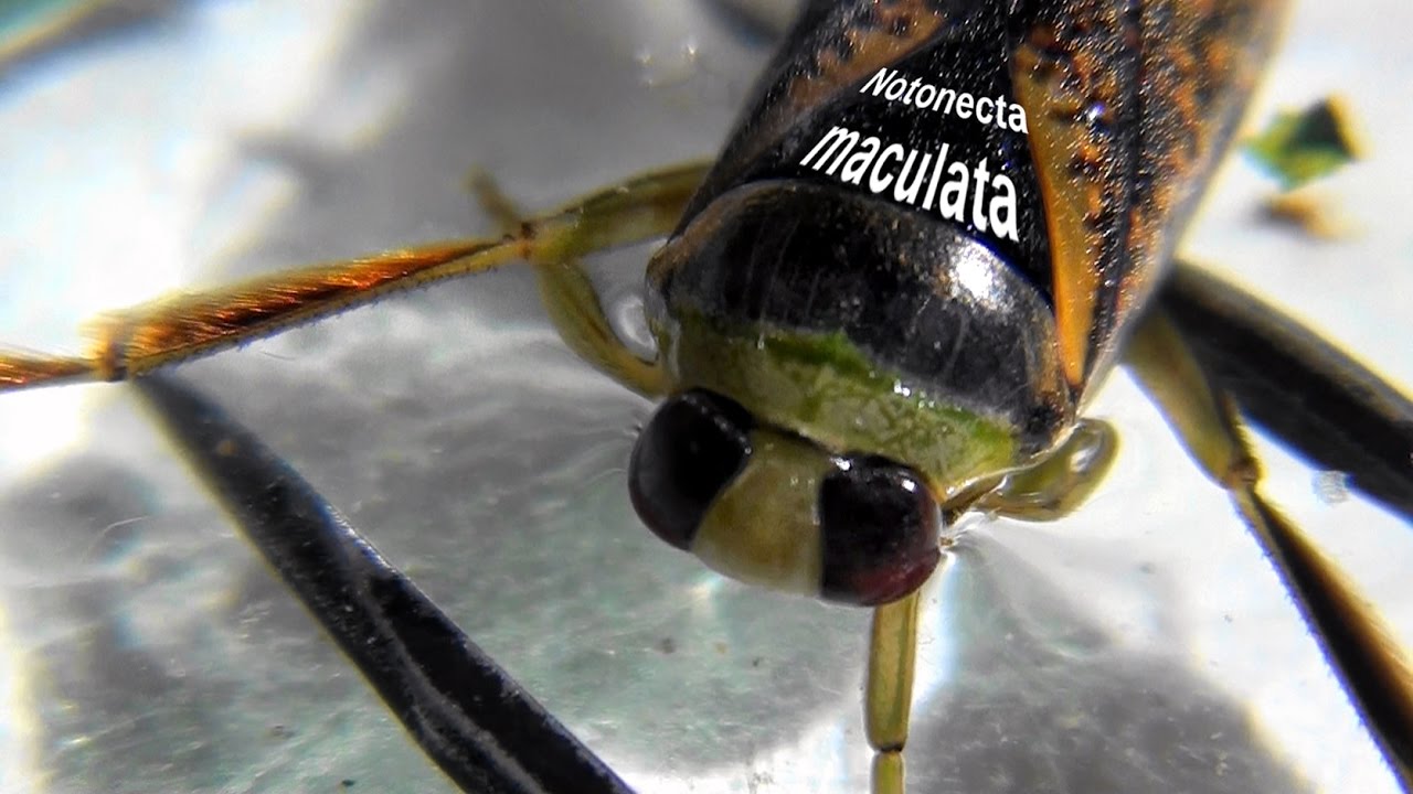 Notonecta maculata - YouTube
