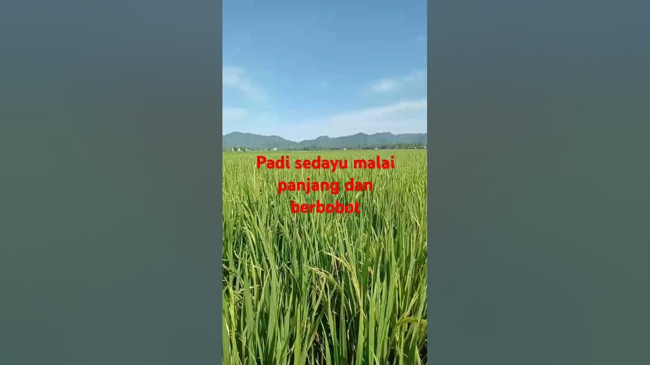 padi malai panjang dan berbobot - YouTube