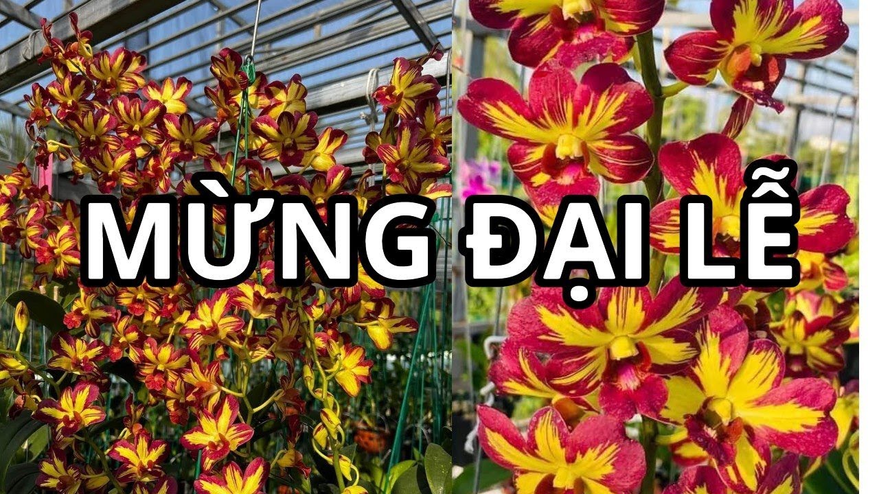 EM BÁN TOÀN CHẬU LAN LỚN Ạ - YouTube