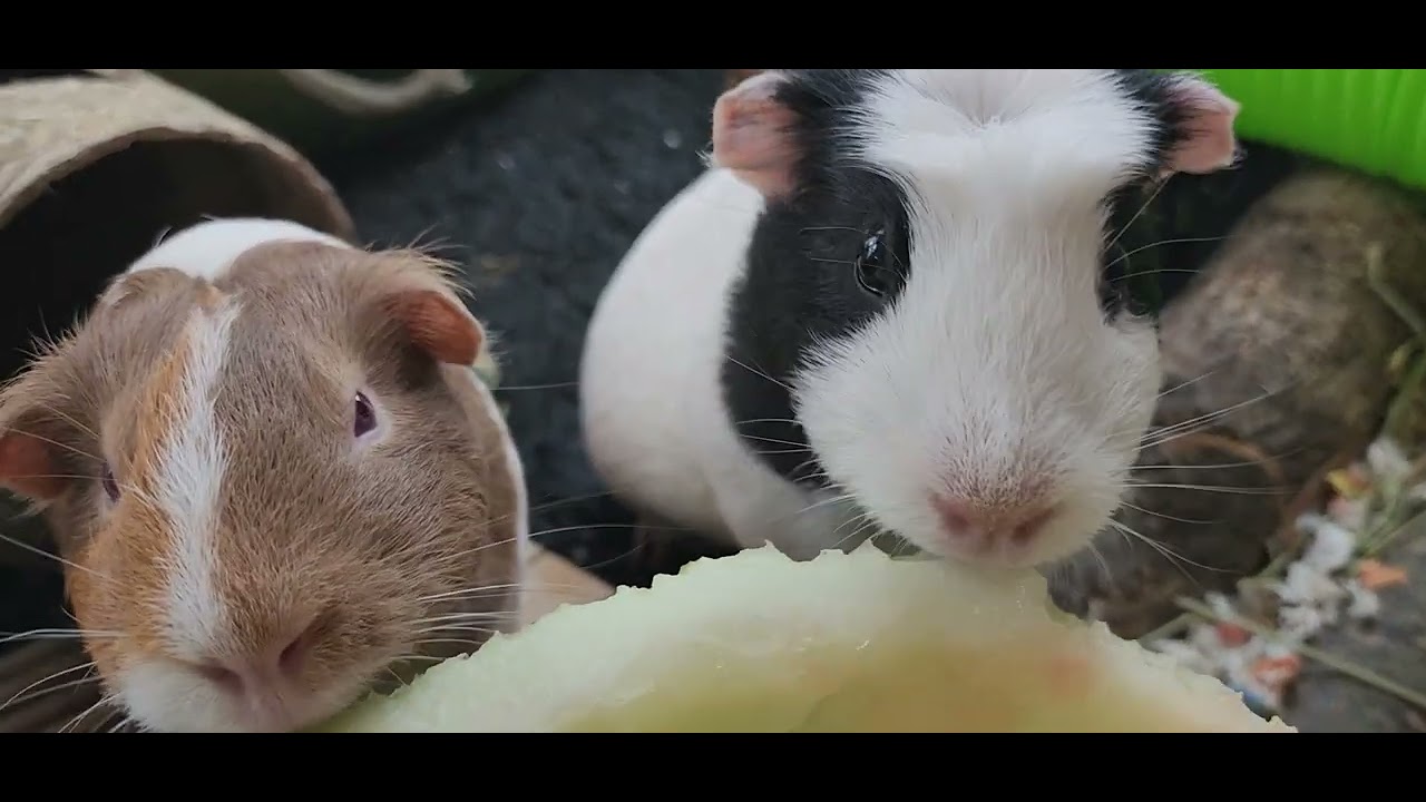 P39 cute happy guniea pigs eating sound calming relaxing soothing - YouTube
