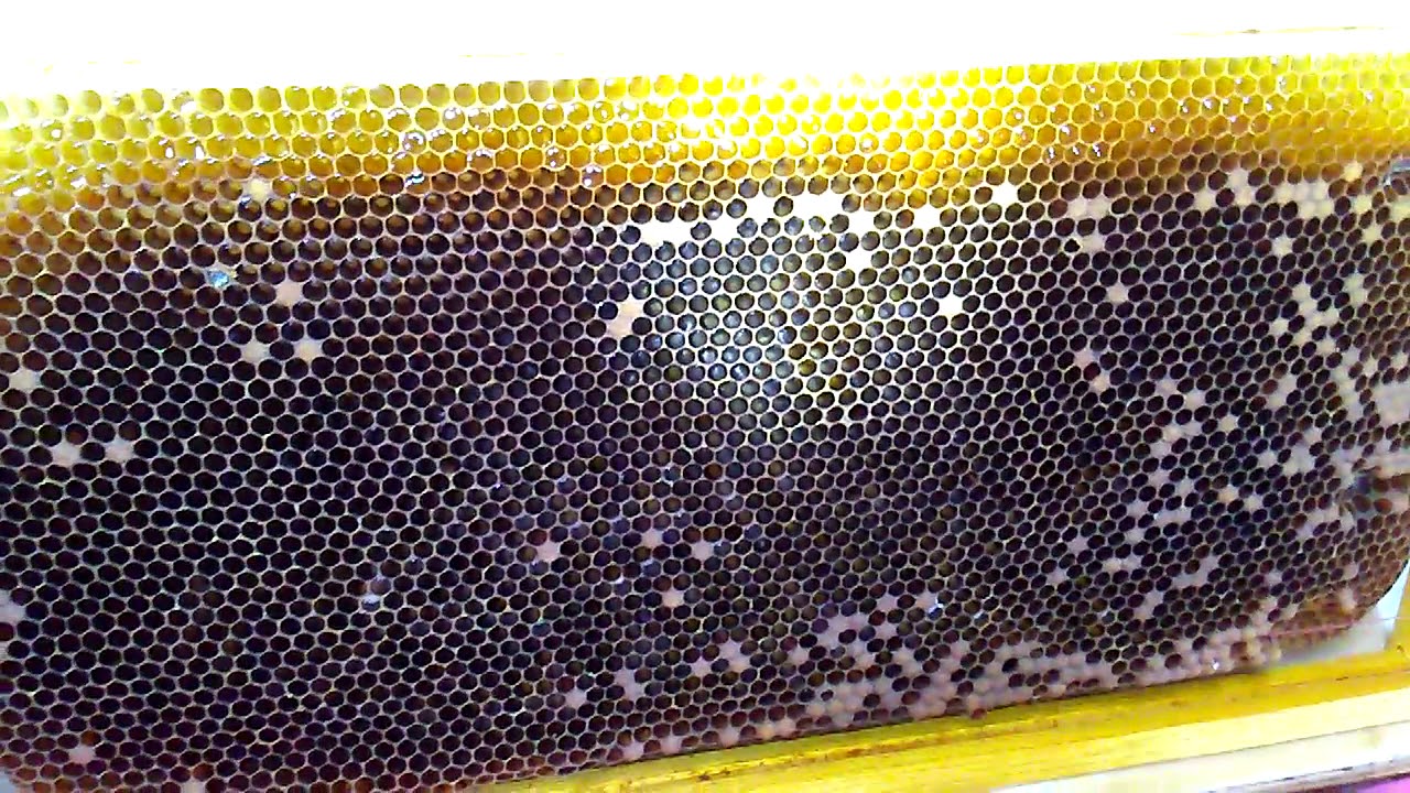 Queen Grafting: Part 1 - YouTube