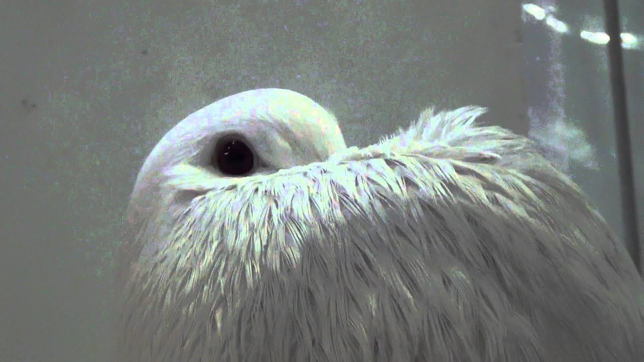 Voorburgse schildkropper (sierduif) - YouTube