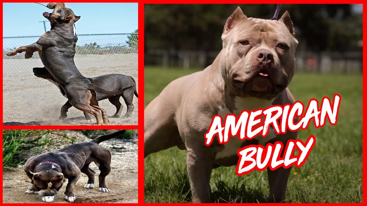 AMERICAN BULLY | Entrenamiento | TOP MOMENTS - YouTube