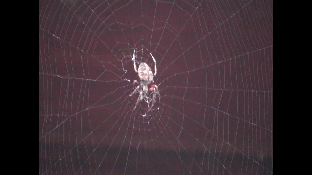 Spider Making a Web and Catching a Bug Time Lapse - YouTube