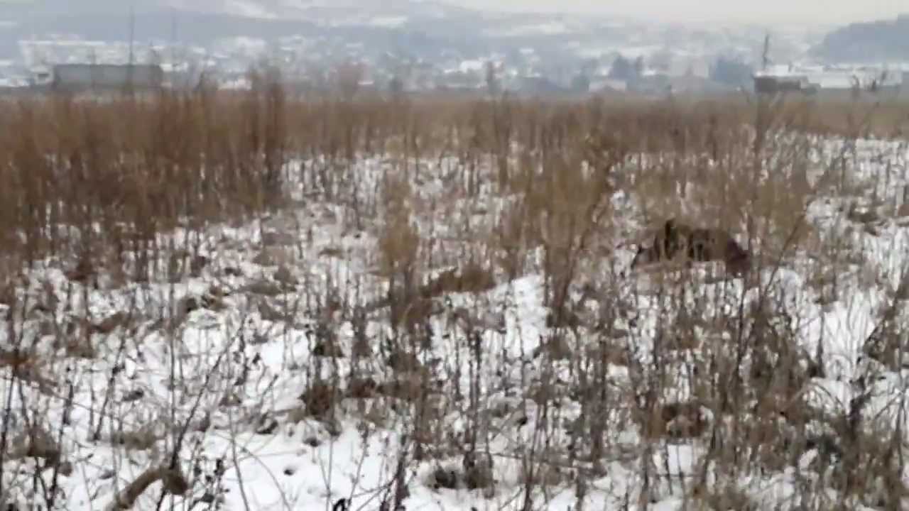 Lovacki kerovi - YouTube