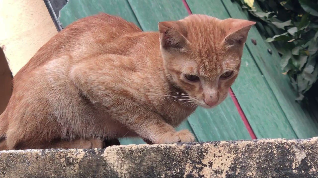 Pity Cat V2 - YouTube