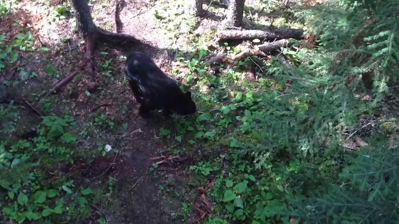 Black Bear climbing tree stand - YouTube