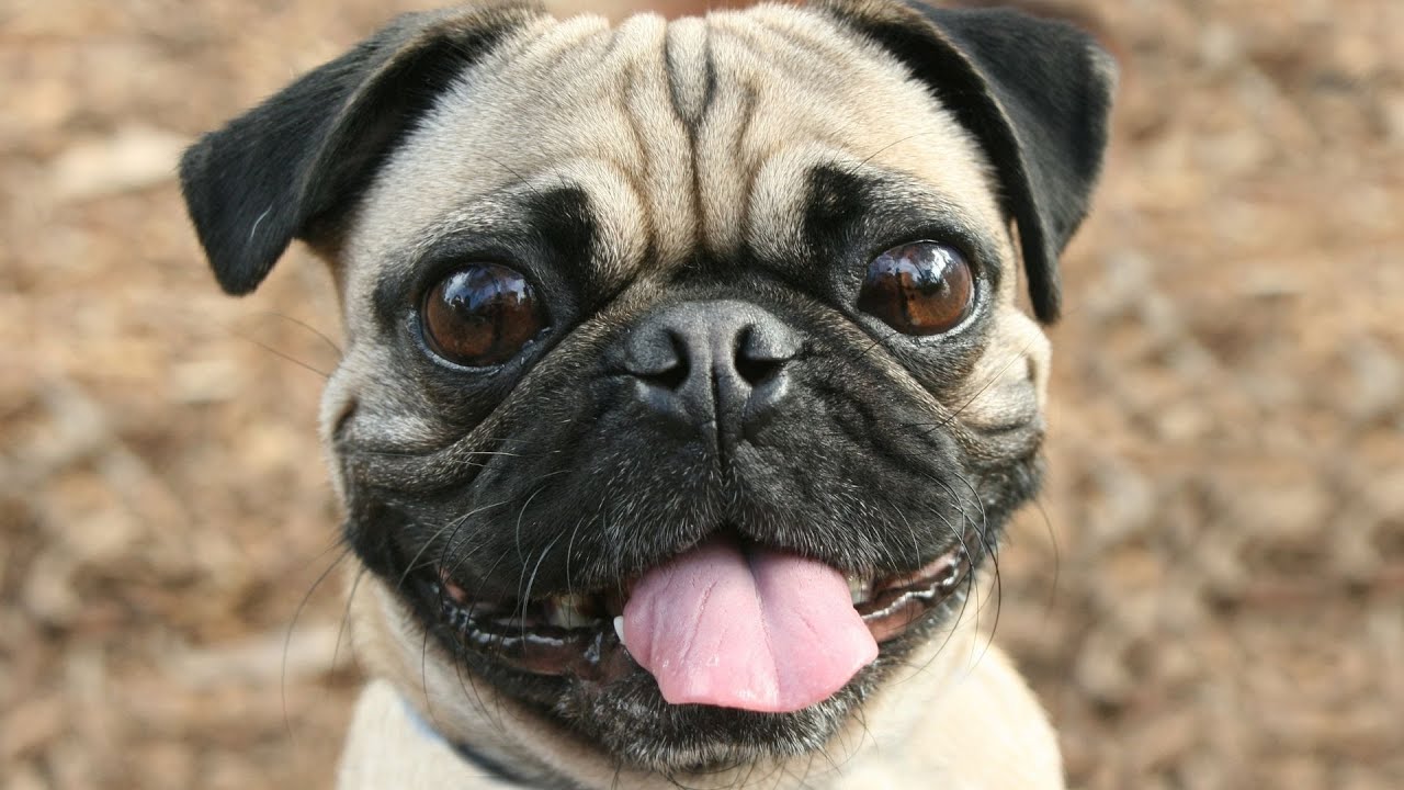 A Collection of Hilarious Pug Moments to Brighten Your Day - YouTube