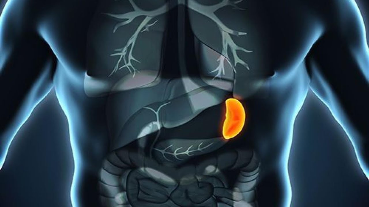 TRANSPORTATION AND TRANSFORMATION FUNCTION OF TCM SPLEEN - YouTube