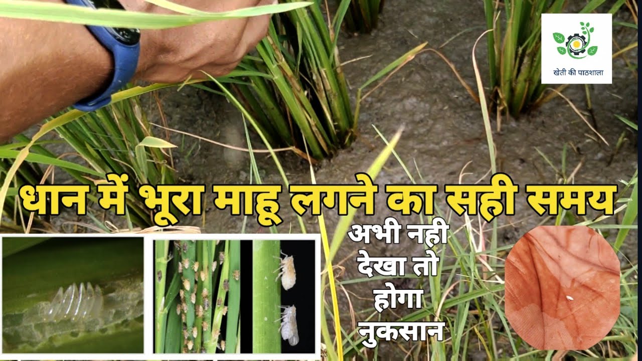 Rice Crop BPH। धान में भूरा माहू। उपाय। - YouTube