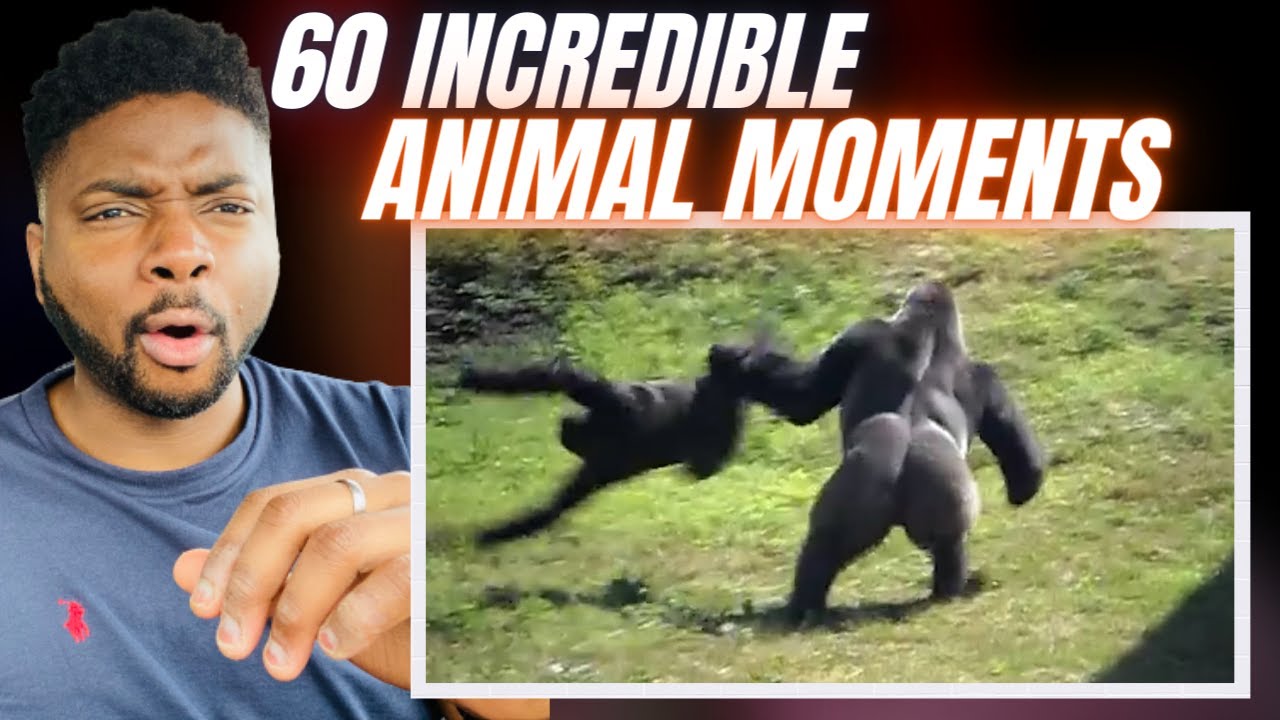Brit Reacts INCREDIBLE ANIMAL MOMENTS CAUGHT ON CAMERA! - YouTube