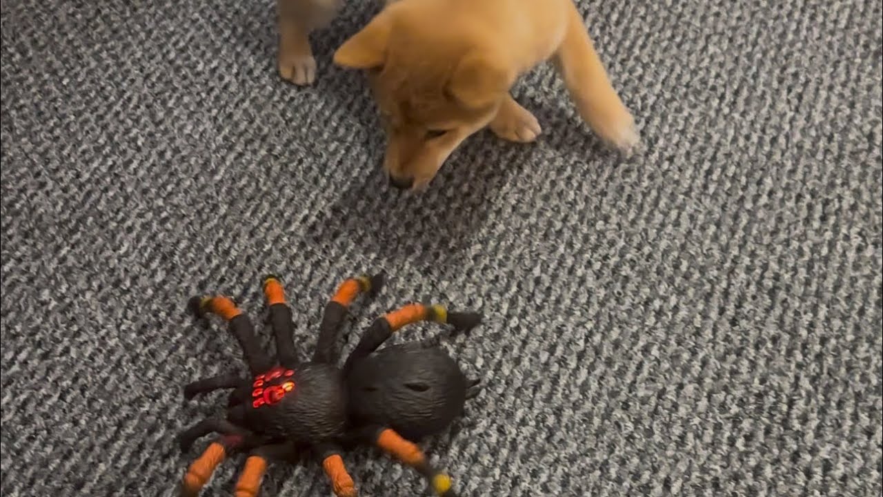 Puppy vs giant spider (tarantula) #youtube #youtubeshorts #dogs #dog # ...