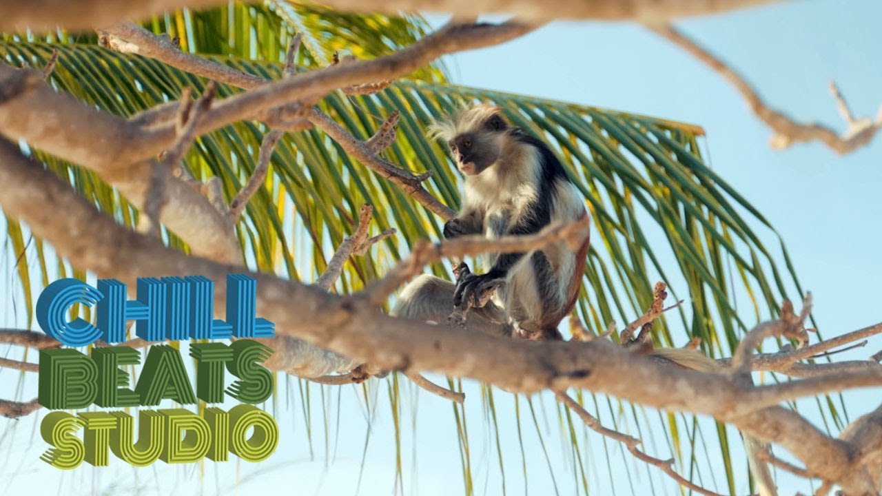 CHEEKY MONKEY CHILL BEATS 🐒 - YouTube
