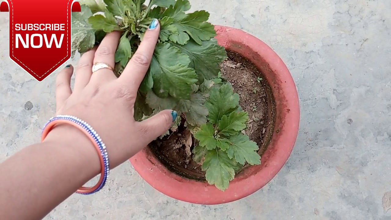 How to Protect your Plants From Insects - YouTube