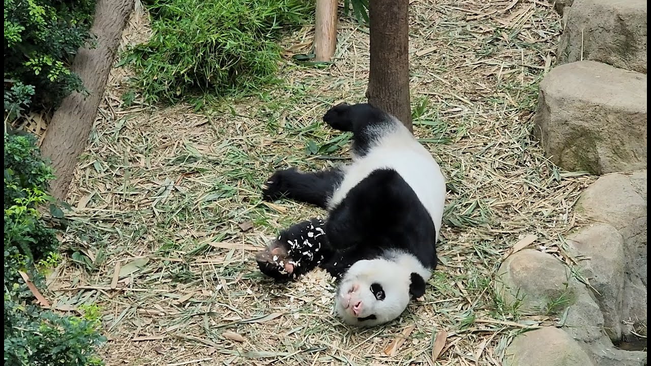 20230104 Giant Panda Kai Kai 凯凯 enjoys playing with wood shavings ...
