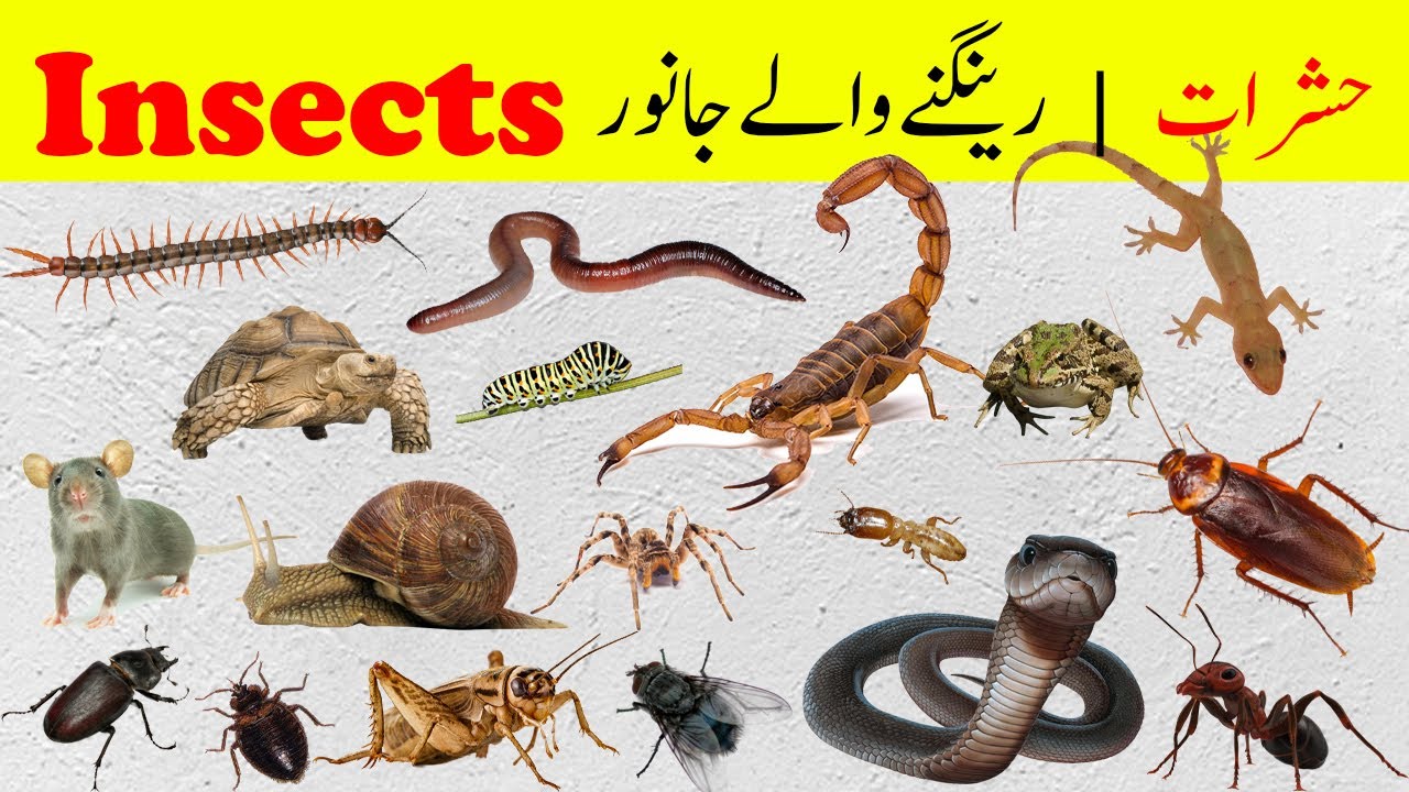 Insects Name and Pictures in Urdu | حشرات اور رینگنے والے جانور | Urdu ...