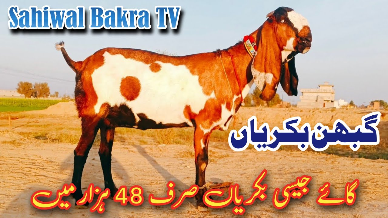 Bakri Farm | Hafiz Bhai Ki Gabhan Bakriyan Big Size Beetal Bakri ...