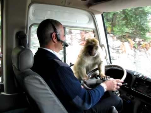 Student Voyage Monkey Bus Driver