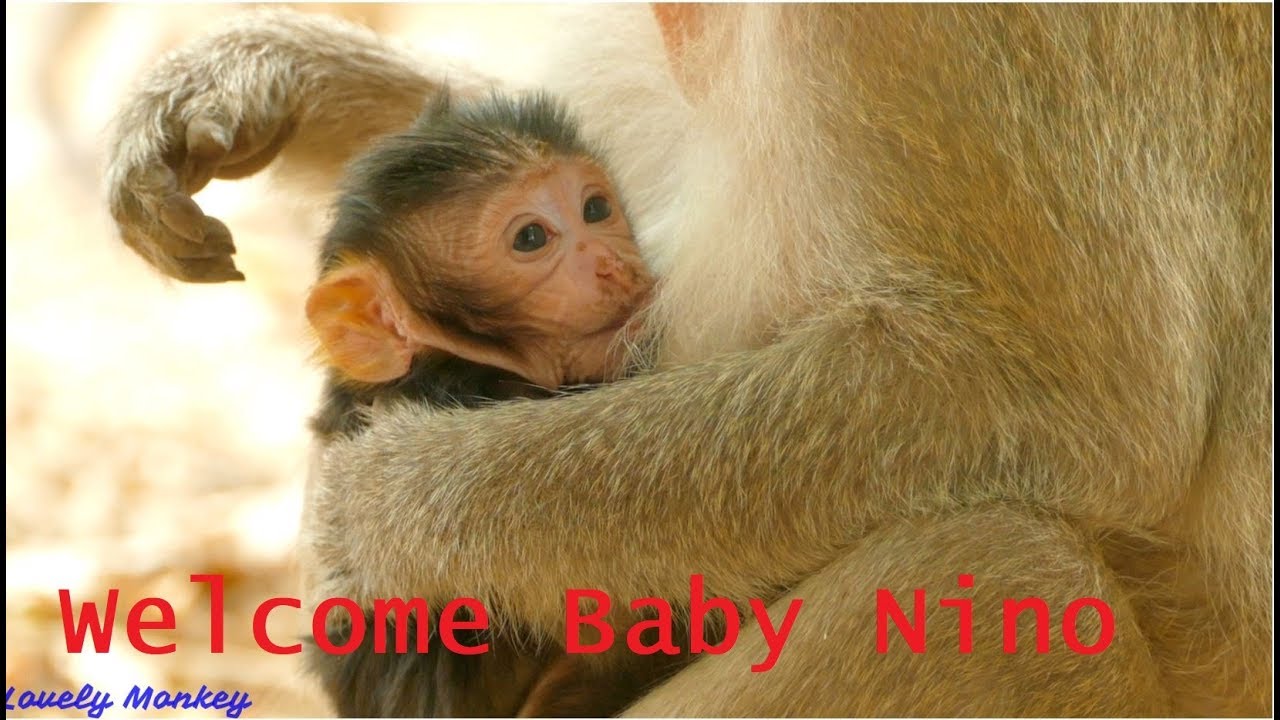 Welcome Newborn Baby Monkey Nino | Cute Cute Lovely Baby Monkey Nino ...