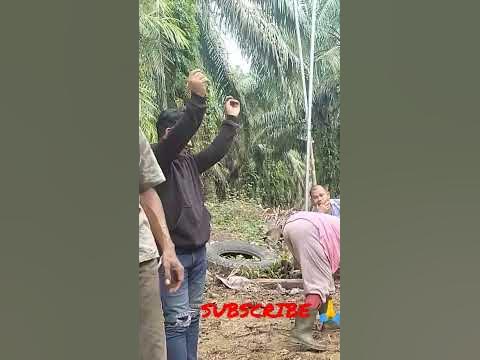 otw ram,2,152kg harga 2030#shortvideo - YouTube