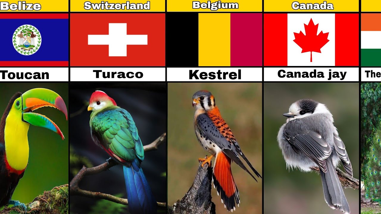 "National Birds of Countries: A Comparison and Contrasts" - YouTube
