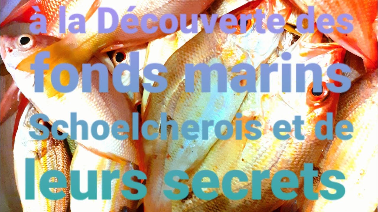 pêche au coulirou deuxièmes parties de la vidéo à découverte des fonds ...