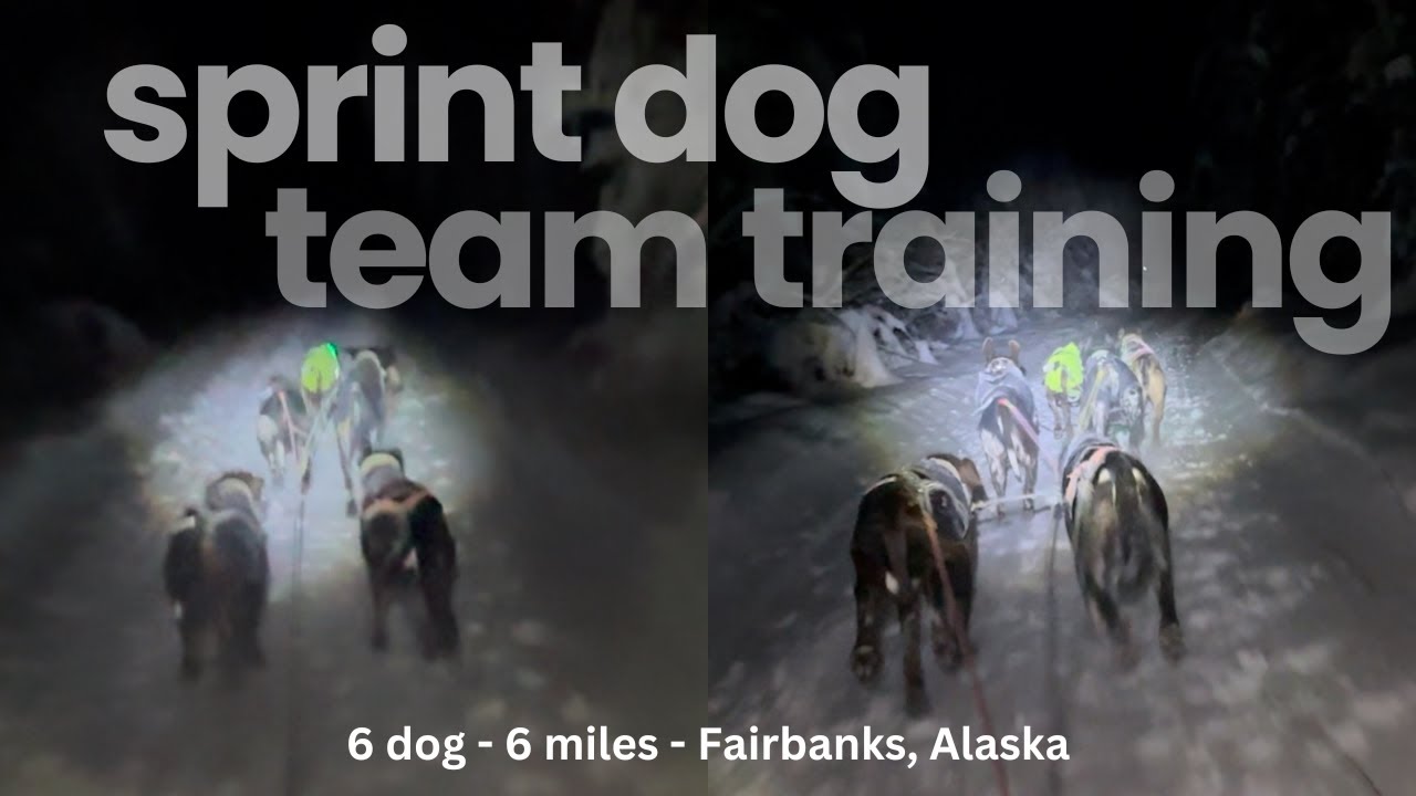 Sprint Dog Team Training Run - YouTube