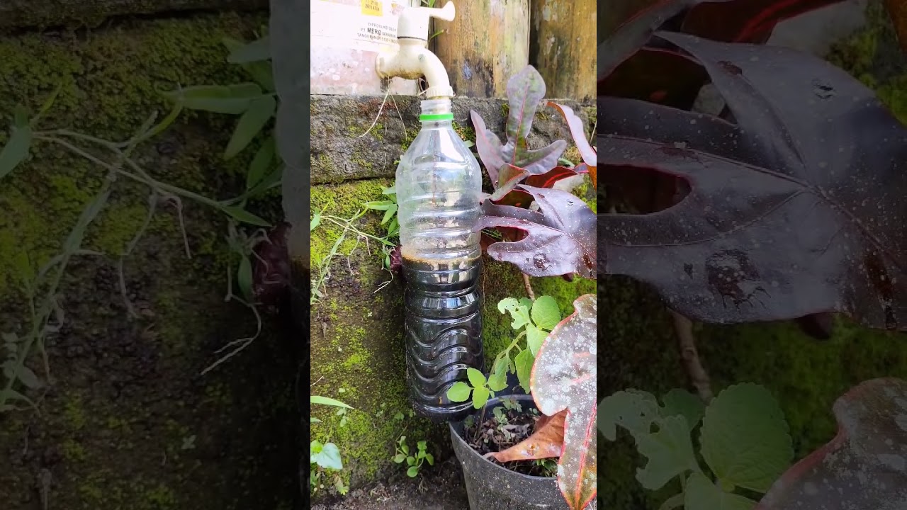 komposrer ember tumpuk #berkebun #berkebundirumah #kompos # ...