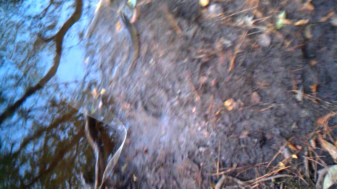 How to catch a freshwater eel. Lumber river in Fair Bluff, NC - YouTube