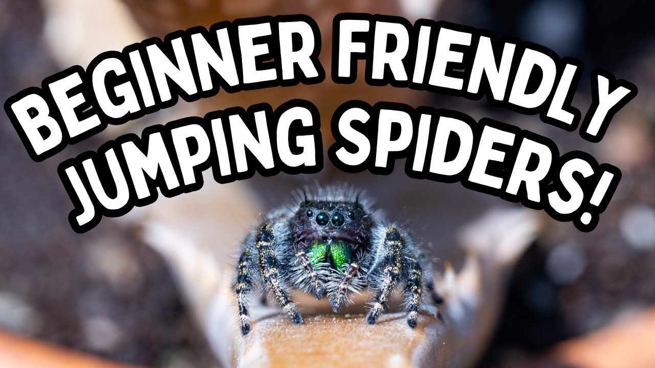 Jumping Spiders For Beginners | Which Jumping Spider Is Best For You ...