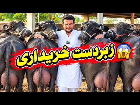 Alhamdulillah 4 Top Class Buffaloes Purchased🔥