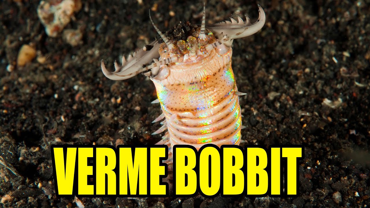 Il verme Bobbit - YouTube