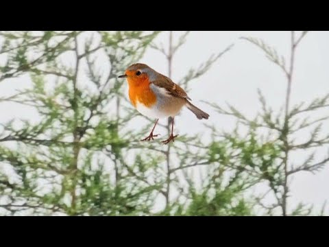 Robin bird song | Robin Bird song UK - YouTube